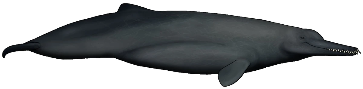 Sharp-toothed dolphin (Liera) | Speculative Evolution Wiki | Fandom