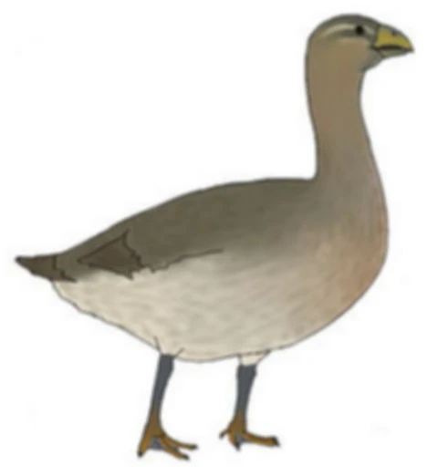 Tepua giant ground duck (Liera) | Speculative Evolution Wiki | Fandom