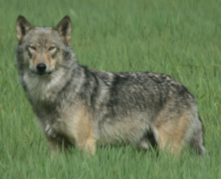 Theljian wolf (Naruia) | Speculative Evolution Wiki | Fandom