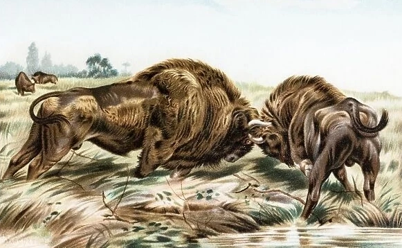 Cathaysian bison | Speculative Evolution Wiki | Fandom