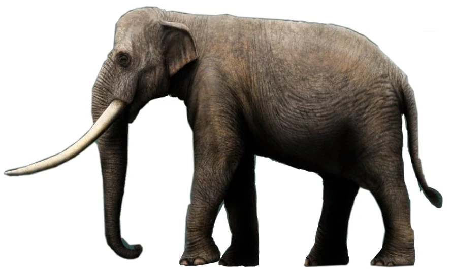 Neopangean straight-tusked elephant (Liera) | Speculative Evolution ...