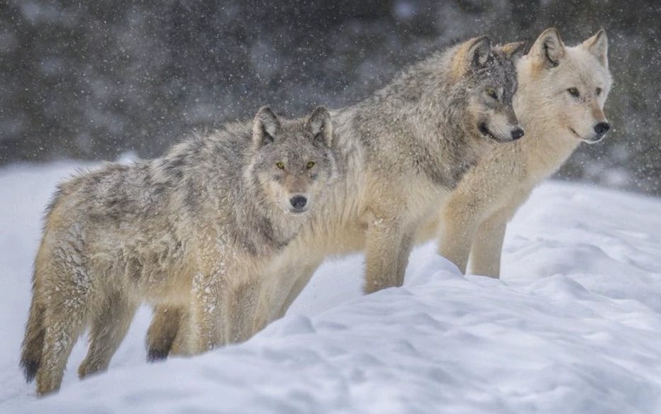 Goitian wolves | Speculative Evolution Wiki | Fandom