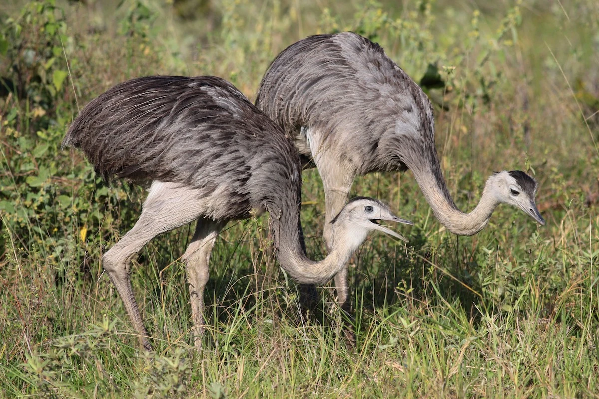 German Rhea | Speculative Evolution Wiki | Fandom