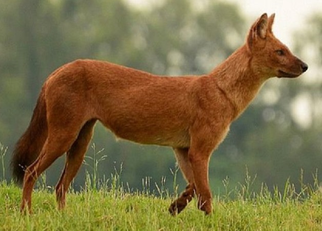 Wanshang Dholes Speculative Evolution Wiki Fandom