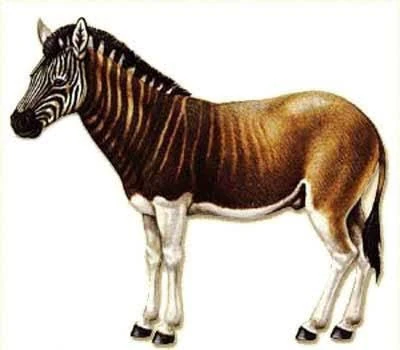 Category:Equines | Speculative Evolution Wiki | Fandom