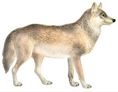 Californian mountain wolf (Ultra Pleistocene) | Speculative Evolution ...