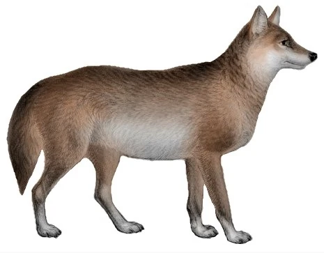 Californian woodland wolf (Ultra-Pleistocene) | Speculative Evolution ...