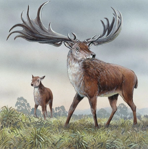 Requist elk (Terra) | Speculative Evolution Wiki | Fandom