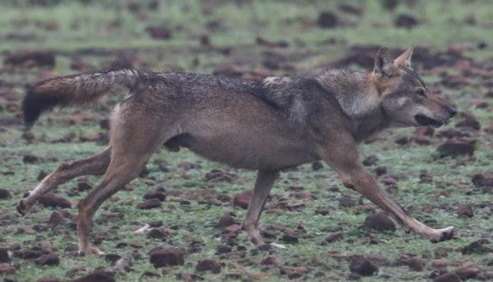 Tepuan Peninsula wolves | Speculative Evolution Wiki | Fandom