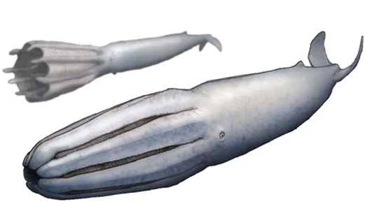 Whale Squid | Speculative Evolution Wiki | Fandom