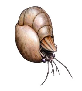 Nautilus-like | Speculative Evolution Wiki | Fandom