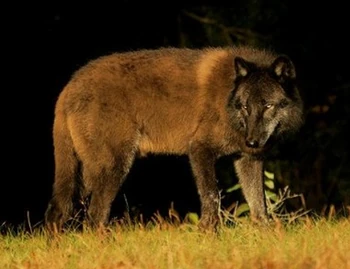 Kodiak Archipelago wolf (Ultra-Pleistocene) | Speculative Evolution ...