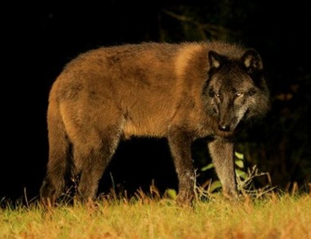 Kodiak Archipelago wolf (Ultra-Pleistocene) | Speculative Evolution ...