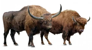 Interior African bison | Speculative Evolution Wiki | Fandom