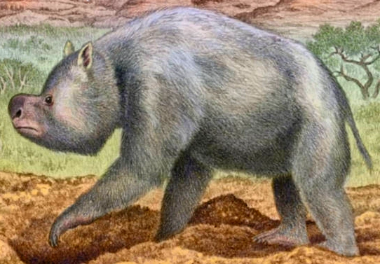 Water wombat (Liera) | Speculative Evolution Wiki | Fandom