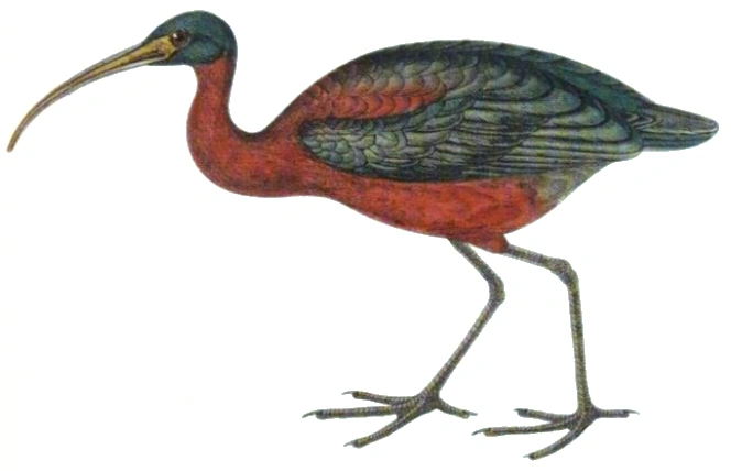 Pelecaniformes (Liera) | Speculative Evolution Wiki | Fandom