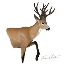 Lieran marsh deer (Liera) | Speculative Evolution Wiki | Fandom