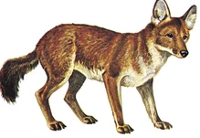 Agran baku (Liera) | Speculative Evolution Wiki | Fandom