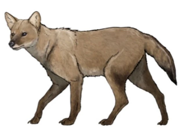 Andean wild dog (Ultra-Pleistocene) | Speculative Evolution Wiki | Fandom