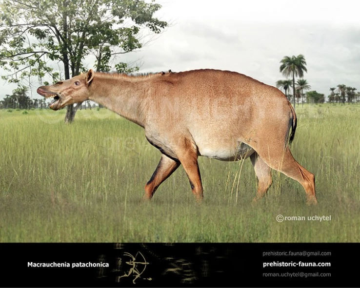 Macrautapirs | Speculative Evolution Wiki | Fandom