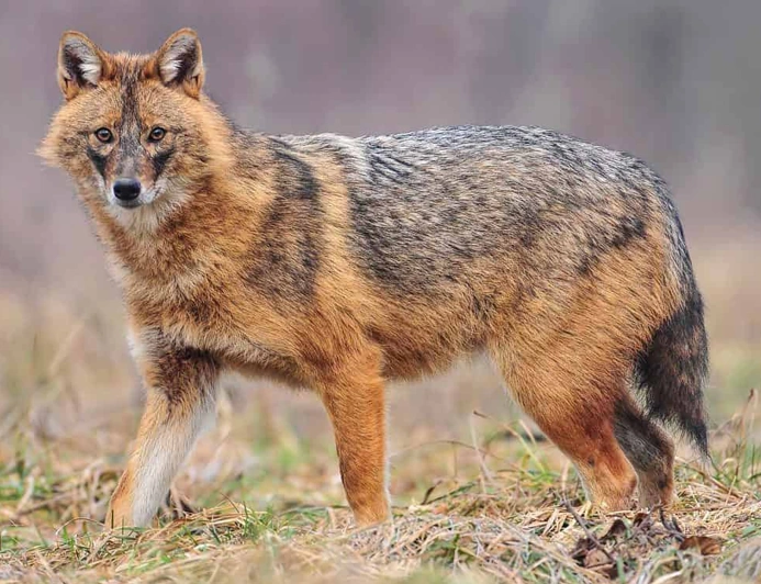 Bweha (Endora) | Speculative Evolution Wiki | Fandom