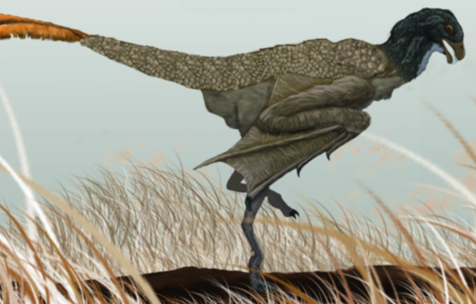 Common spotted wyvern (Liera) | Speculative Evolution Wiki | Fandom