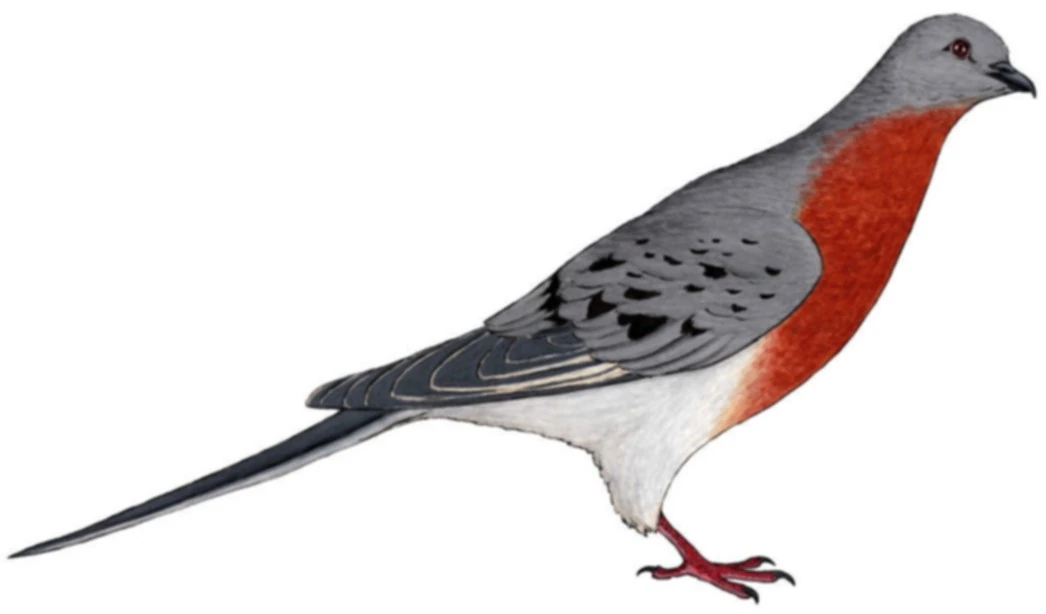 Starling pigeon (Liera) | Speculative Evolution Wiki | Fandom