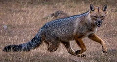 Graxain fox (Liera) | Speculative Evolution Wiki | Fandom