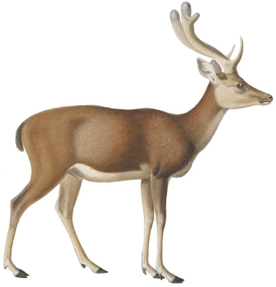 Lieran brow-antlered deer (Liera) | Speculative Evolution Wiki | Fandom
