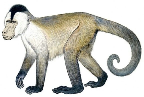 South American baboon (SciiFii World) | Speculative Evolution Wiki | Fandom