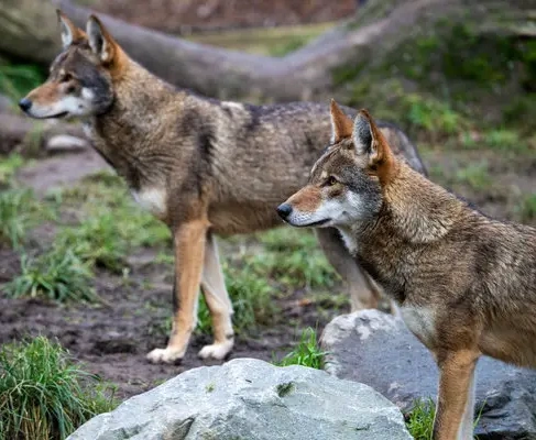 Californian red wolf (New Pleistocene) | Speculative Evolution Wiki ...