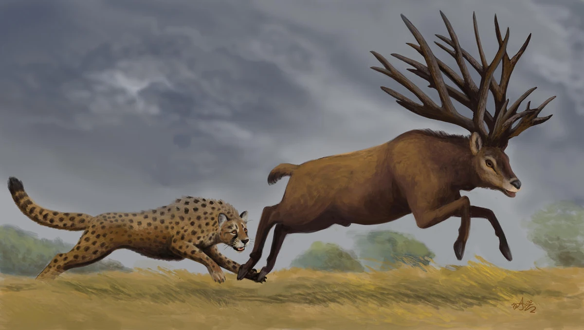 Kaimeran cheetahs | Speculative Evolution Wiki | Fandom