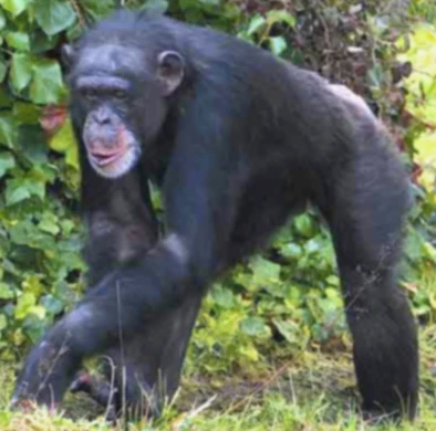 Florida chimpanzee (SciiFii World) | Speculative Evolution Wiki | Fandom