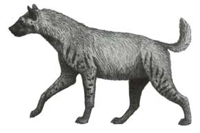 Prairie Hyena (New Pleistocene) | Speculative Evolution Wiki | Fandom