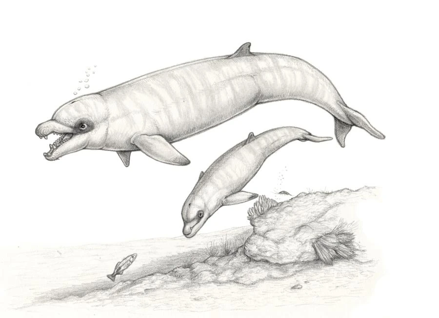 Boar-snouted dolphin | Speculative Evolution Wiki | Fandom