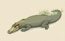 Allocene reptiles | Speculative Evolution Wiki | Fandom