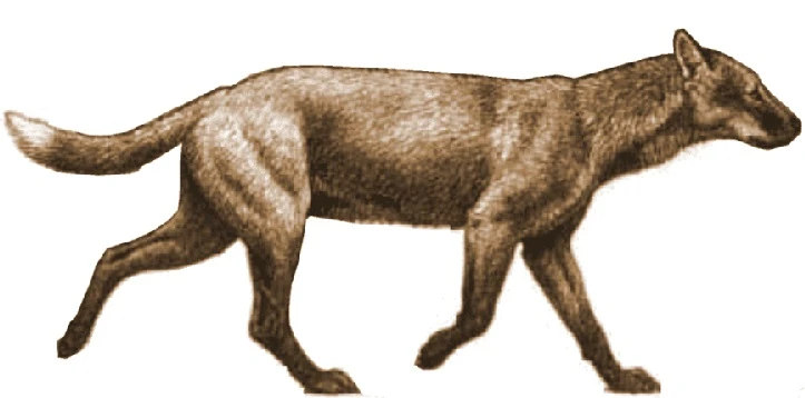 Bush Hunting Dog | Speculative Evolution Wiki | Fandom