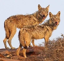 Kaha wolves | Speculative Evolution Wiki | Fandom