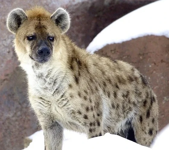 Russian Hyena (New Pleistocene) | Speculative Evolution Wiki | Fandom