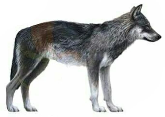 Alaskan dwarf wolf (Ultra-Pleistocene) | Speculative Evolution Wiki ...