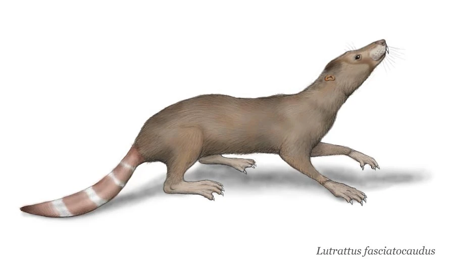 Otterrats | Speculative Evolution Wiki | Fandom