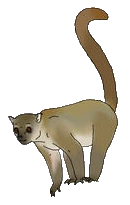 Pygmy kidoky (Liera) | Speculative Evolution Wiki | Fandom