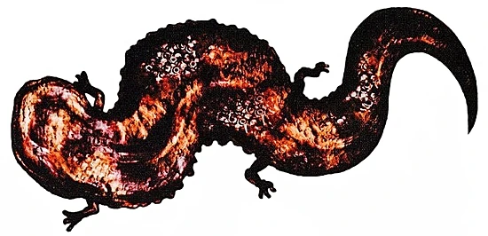 Black lizard | Speculative Evolution Wiki | Fandom