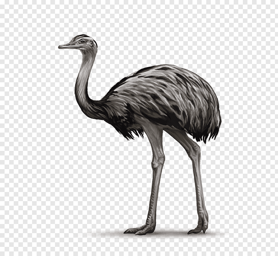 German Rhea | Speculative Evolution Wiki | Fandom