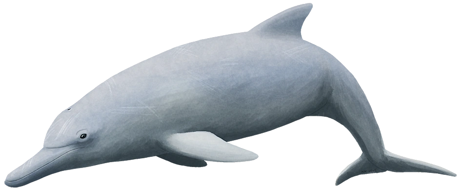 False dolphin (Liera) | Speculative Evolution Wiki | Fandom