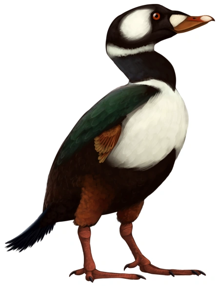 Giant sea duck (Liera) | Speculative Evolution Wiki | Fandom