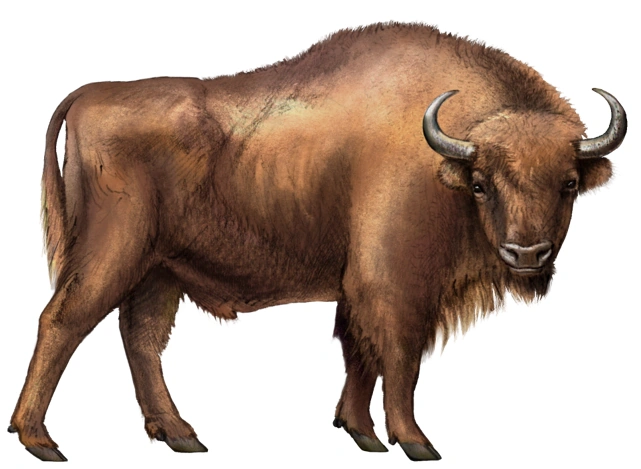 Lesser bison | Speculative Evolution Wiki | Fandom