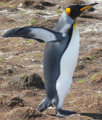 Lord penguin (SciiFii World) | Speculative Evolution Wiki | Fandom