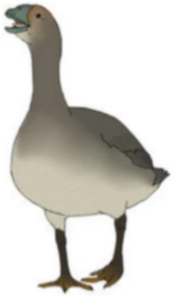 Large-billed ground duck (Liera) | Speculative Evolution Wiki | Fandom