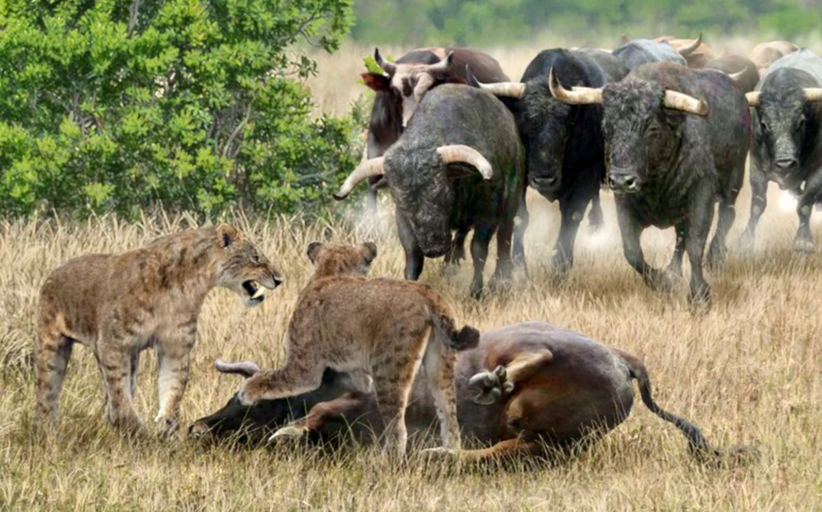 Scimitar lynxes | Speculative Evolution Wiki | Fandom